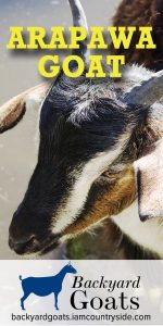 Arapawa Goat - Breed Profile - Goat Journal